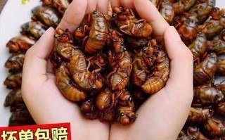 知了幼虫叫什么_知了幼虫和蝉蛹区别