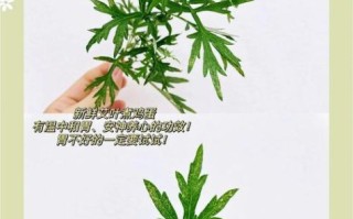 艾叶煮鸡蛋的正确做法_艾叶煮鸡蛋有什么功效