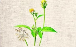 鬼针草的功效与作用_鬼针草可以长期泡水喝吗