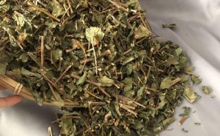 鲫鱼胆草长什么样_鲫鱼胆草和龙胆草区别