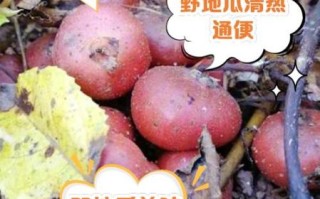 野地瓜根主治什么病_野地瓜根的功效与作用