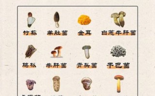中国最好吃的菌类有哪些_云南野生菌排名前十