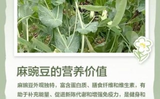 麻豌豆和普通豌豆的区别_麻豌豆营养价值高吗