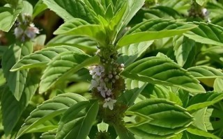 香草长什么样子_香草叶片特征