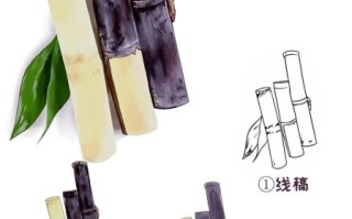 甘蔗图片简笔画怎么画_甘蔗简笔画步骤图