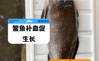 鮸鱼的功效与作用_鮸鱼适合什么人吃