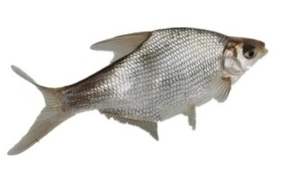 鳊鱼为什么叫武昌鱼_武昌鱼与鳊鱼的区别