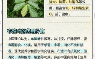 布渣叶的功效与作用_布渣叶可以长期喝吗