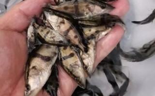 鳜鱼苗多少钱一尾_鳜鱼苗价格影响因素