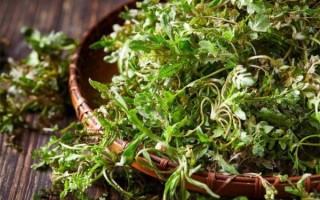 惊蛰吃什么蔬菜_惊蛰时令蔬菜有哪些