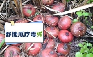 野地瓜怎么吃_野地瓜的正确吃法