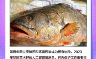 黄唇鱼长什么样_黄唇鱼多少钱一斤