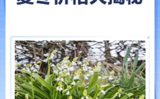 麦冬价格2021最新价格_多少钱一斤