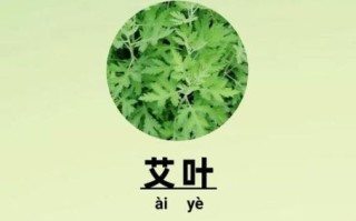 艾叶的功效与作用_艾叶怎么用效果最好