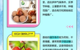 荔枝和桂圆的区别_哪个更上火