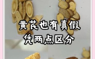 野生黄芪图片_如何辨别真假