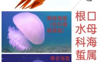海蜇和水母的区别_高清大图怎么找