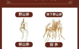 假人参图片怎么辨别_假人参图片有哪些特征