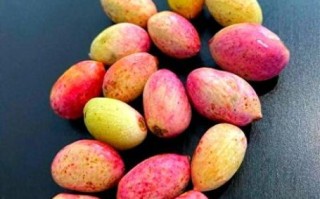 银杏果长什么样_银杏果和开心果区别