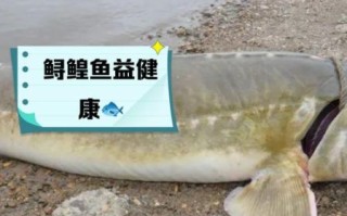 鲟鱼的营养价值有哪些_鲟鱼的功效与作用适合什么人吃