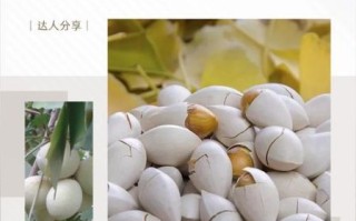 白果怎么吃效果好_白果一天吃多少粒