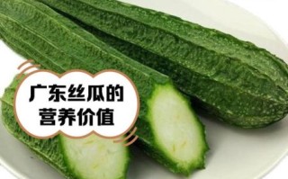 广东丝瓜怎么种_广东丝瓜品种哪个好