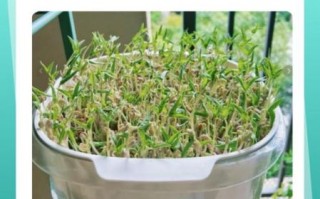 绿豆发芽需要几天_绿豆发芽第一天到第三天变化