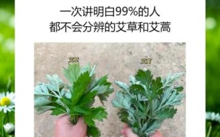 野生田艾草图片_如何辨别真假
