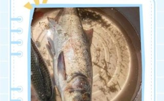 鲢鱼为什么没人吃_鲢鱼口感差的原因