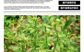 鹅不食草的功效与作用_鹅不食草怎么吃