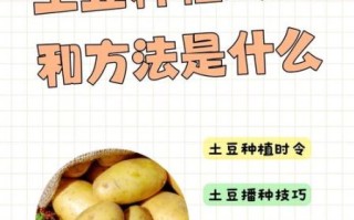 马铃薯怎么种_马铃薯种植时间