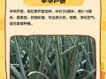 芦荟有几种品种_常见芦荟品种图片及名称