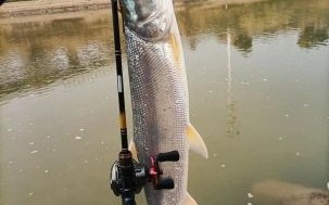 鳡鱼图片大全高清_鳡鱼怎么钓技巧