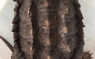 鳄龟图片_鳄龟怎么分公母