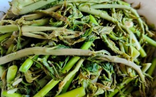香椿芽咸菜怎么做_香椿芽咸菜腌制技巧