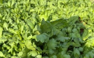 香港人说的燕菜是什么_燕菜和琼脂一样吗