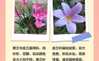 葱兰和韭兰的区别_如何快速区分