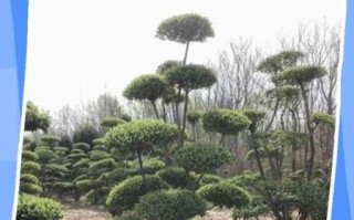 小叶女贞树图片_如何区分品种