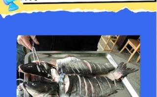 鲶鱼和鲢鳙是一种鱼吗_区别在哪里