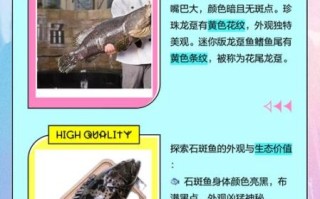 龙趸是什么鱼_龙趸和石斑鱼区别