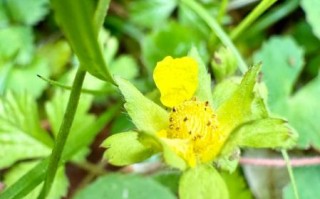 蛇莓多少钱一斤_蛇莓价格行情