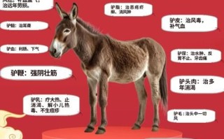 驴肉的功效与作用对男人_男人吃驴肉壮阳吗