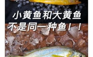 黄鱼鲞是黄花鱼吗_黄鱼鲞和黄花鱼的区别