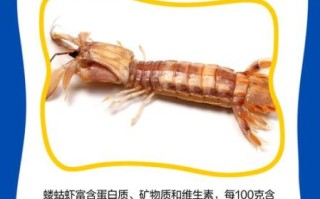 蝼蛄虾大连什么时候最肥_大连蝼蛄虾肥美季节