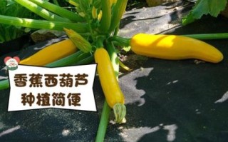 香蕉西葫芦的营养价值_香蕉西葫芦怎么吃最营养