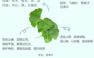 银杏叶的功效与作用及禁忌_哪些人不能吃
