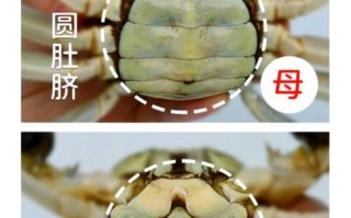 螃蟹公母哪个蟹黄多_如何挑选蟹黄饱满的母蟹