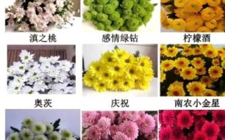 小雏菊为什么不能送人_小雏菊送人的禁忌