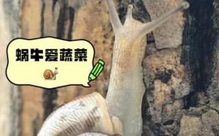 蜗牛吃什么食物_怎么养才能活得更久