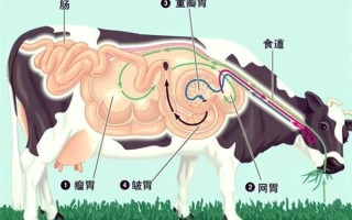 牛有几个胃_牛的四个胃分别是什么